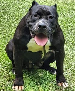 Home of BamaBlueBullies | American XL Bully Breeder in Alabama