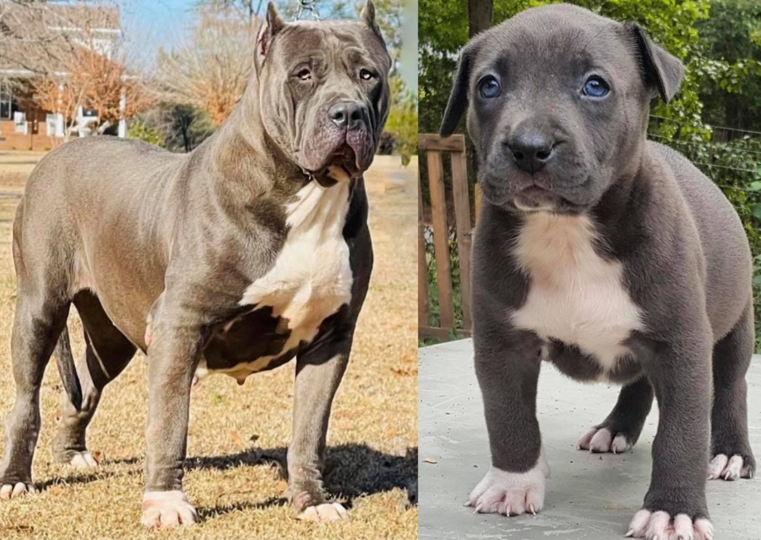 XXL American Bullies in Alabama