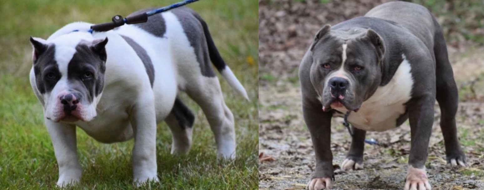 Home of BamaBlueBullies | American XL Bully Breeder in Alabama