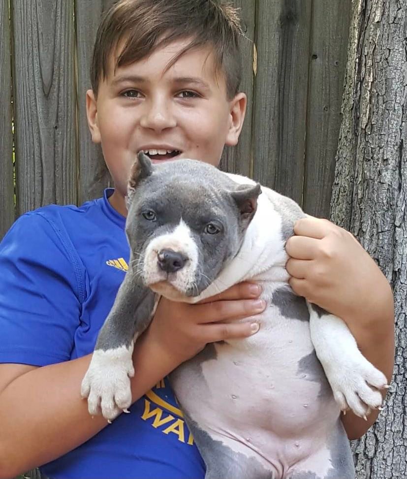 About US - XL American Bully Breeder in Alabama. World Wide Shipping ...