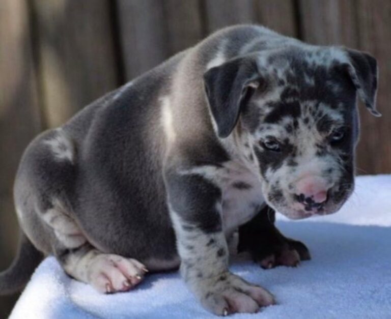 Home of BamaBlueBullies | American XL Bully Breeder in Alabama