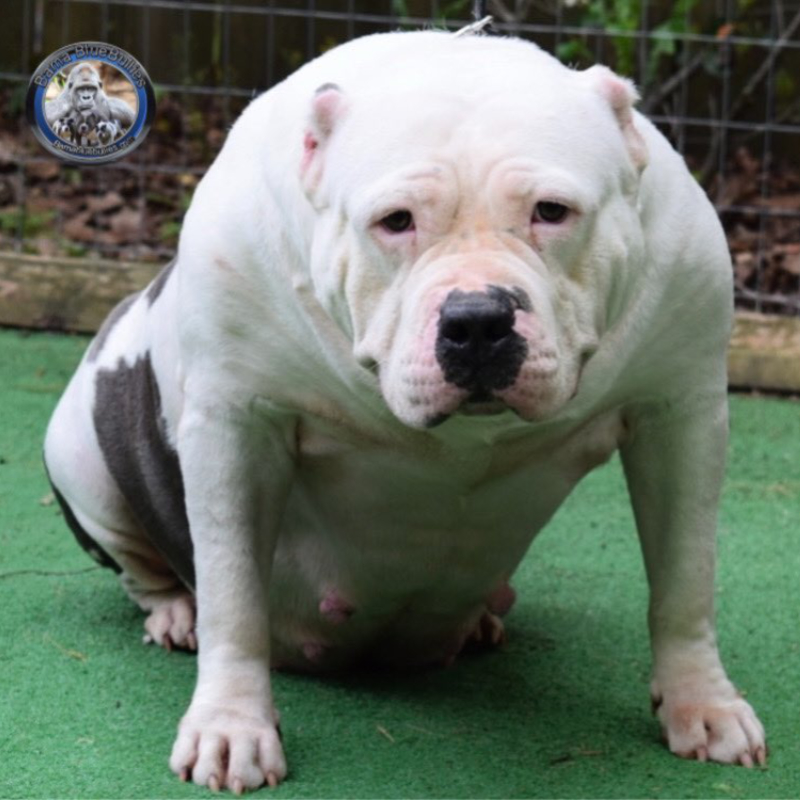 Bully Breedings - XL Bully Breeder in Alabama. World Wide Shipping ...