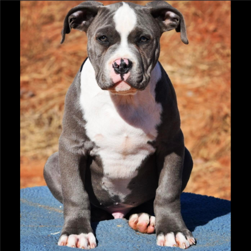 Xl American bully Puppies for sale - XL American Bully Breeder in ...