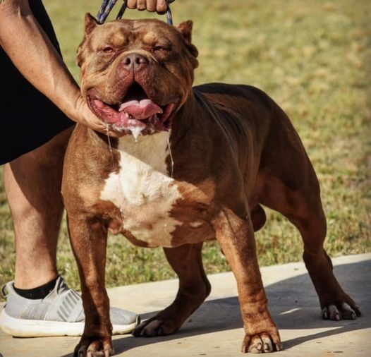 News - XL American Bully Breeder in Alabama. World Wide Shipping Available.