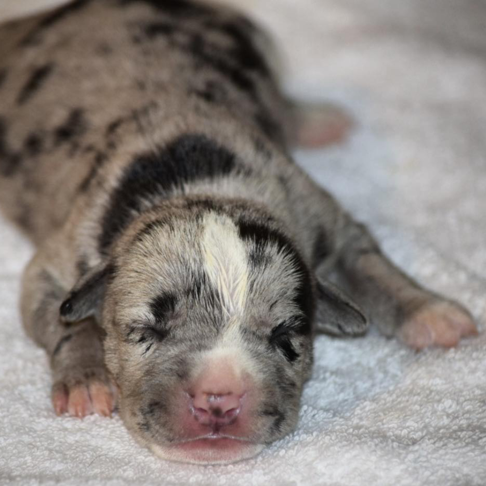 Xl American bully Puppies for sale - Bamabluebullies, Best XL Bully ...