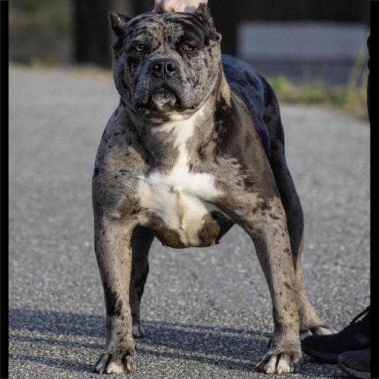 Bully Breedings - Best XL Bully Breeder in Alabama