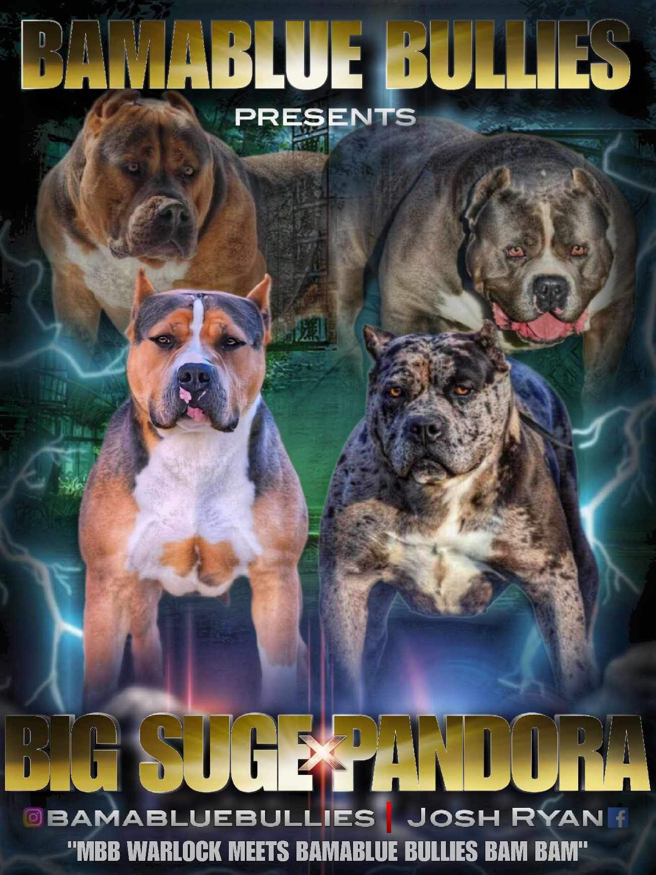 Pandora & Big Suge: Premier Bully Breeding Pair