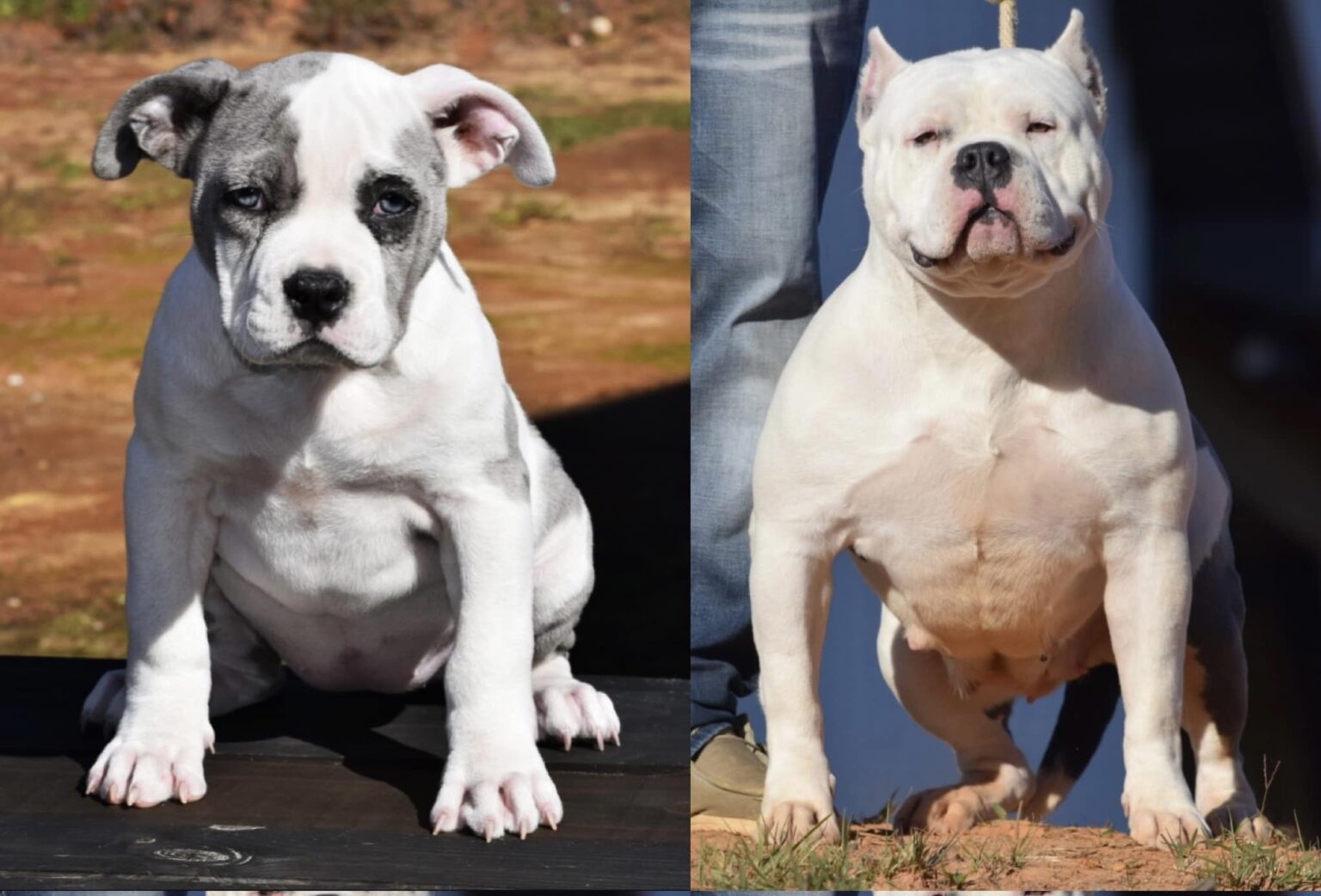 Top American XL Bully Breeder in Alabama | Bully Puppies for Sale